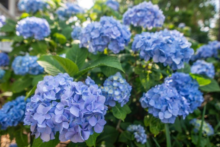 Hello Hydrangeas: Beautifully blooms burst with color | Coastal Queue | goldenislesmagazine.com
