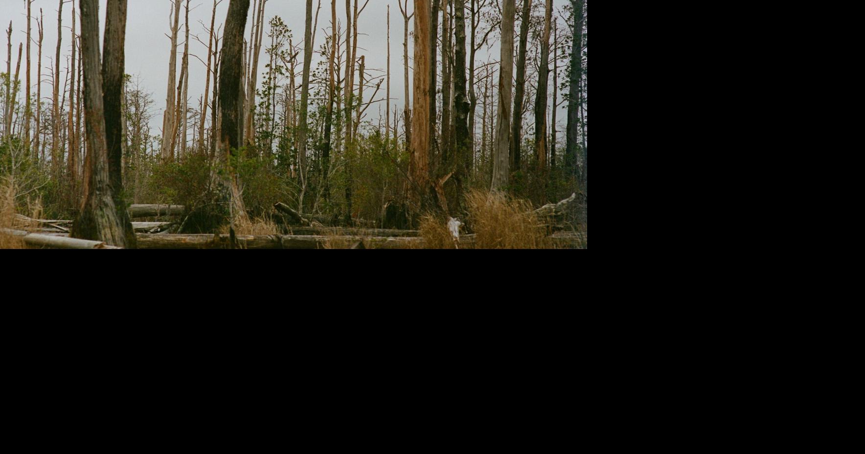 Nature connection: Traversing the Trembling Earth: Day 3, Bear scat and ...