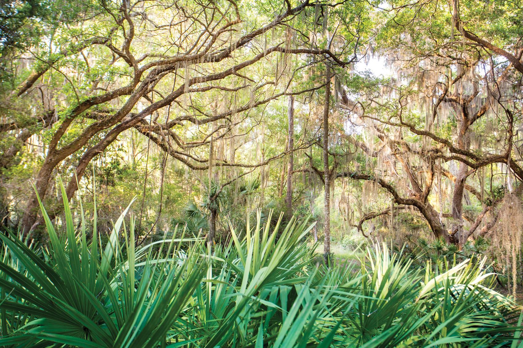 Musings About Musgrove | Features | goldenislesmagazine.com