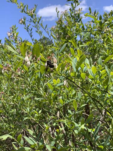 Berry Bliss | Gim Columns | goldenislesmagazine.com