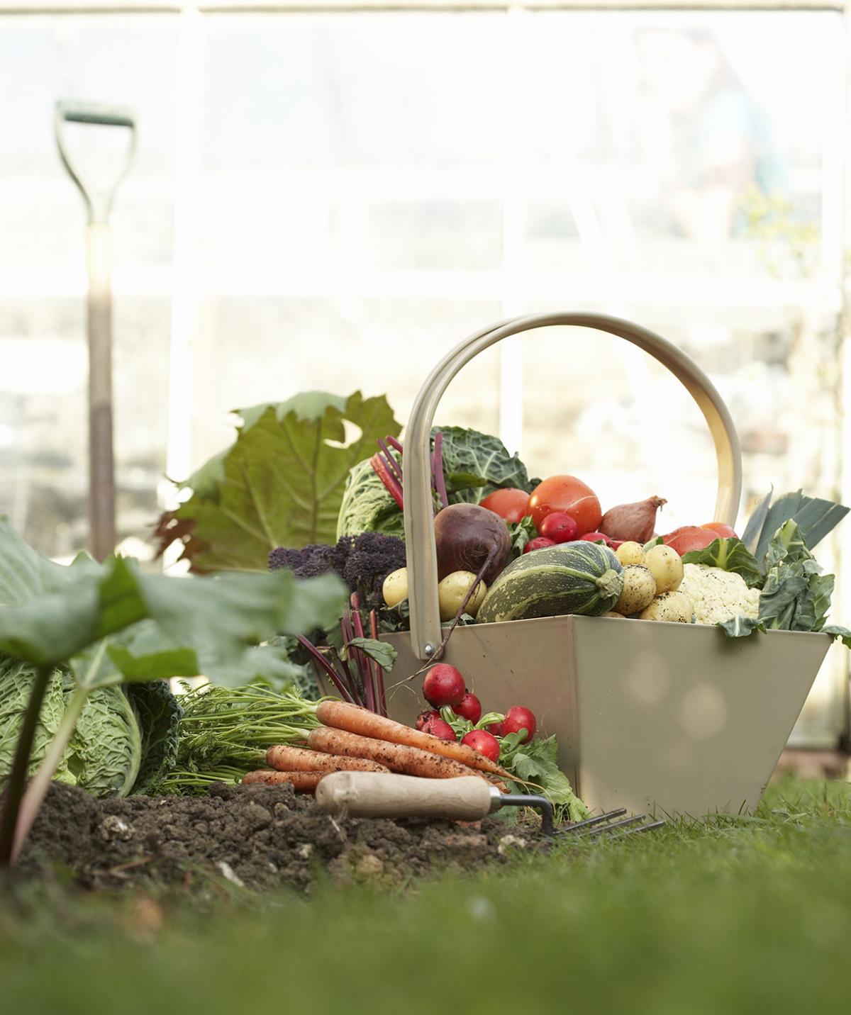 Farm to table Takes On A New Meaning With Dirt Road Organics Coastal farm-to-table-takes-on-a-new-meaning-with-dirt-road-organics-coastal
