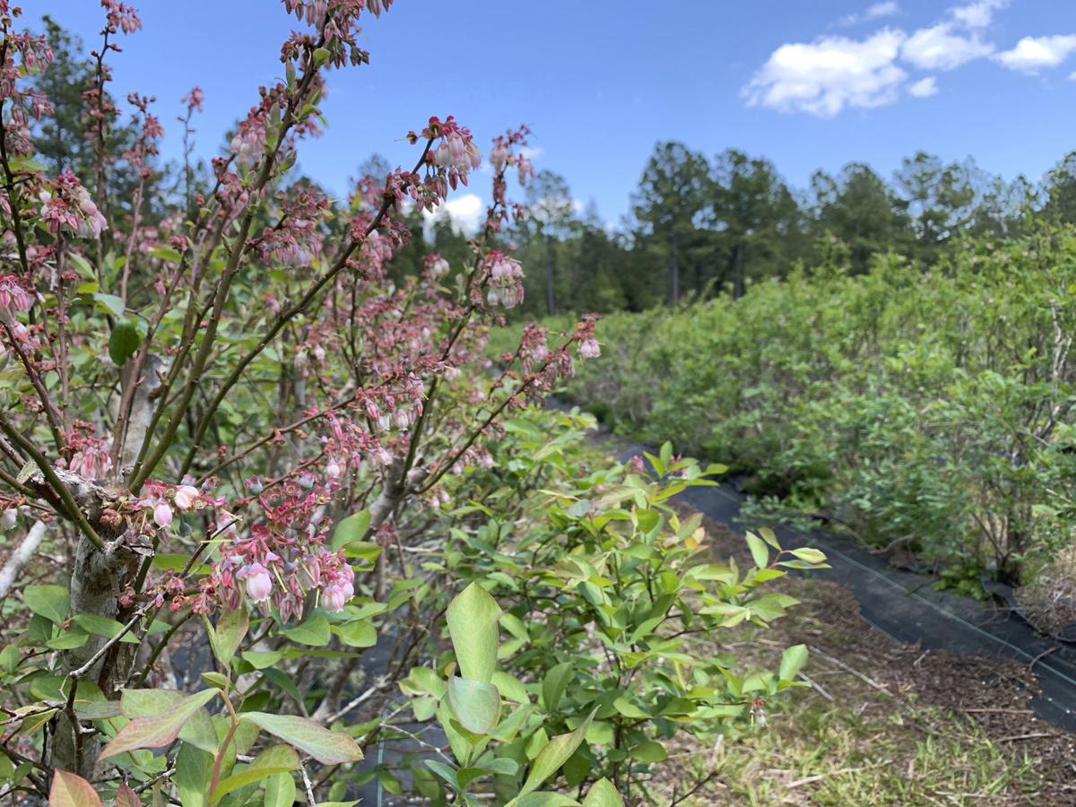 Berry Bliss | Gim Columns | goldenislesmagazine.com