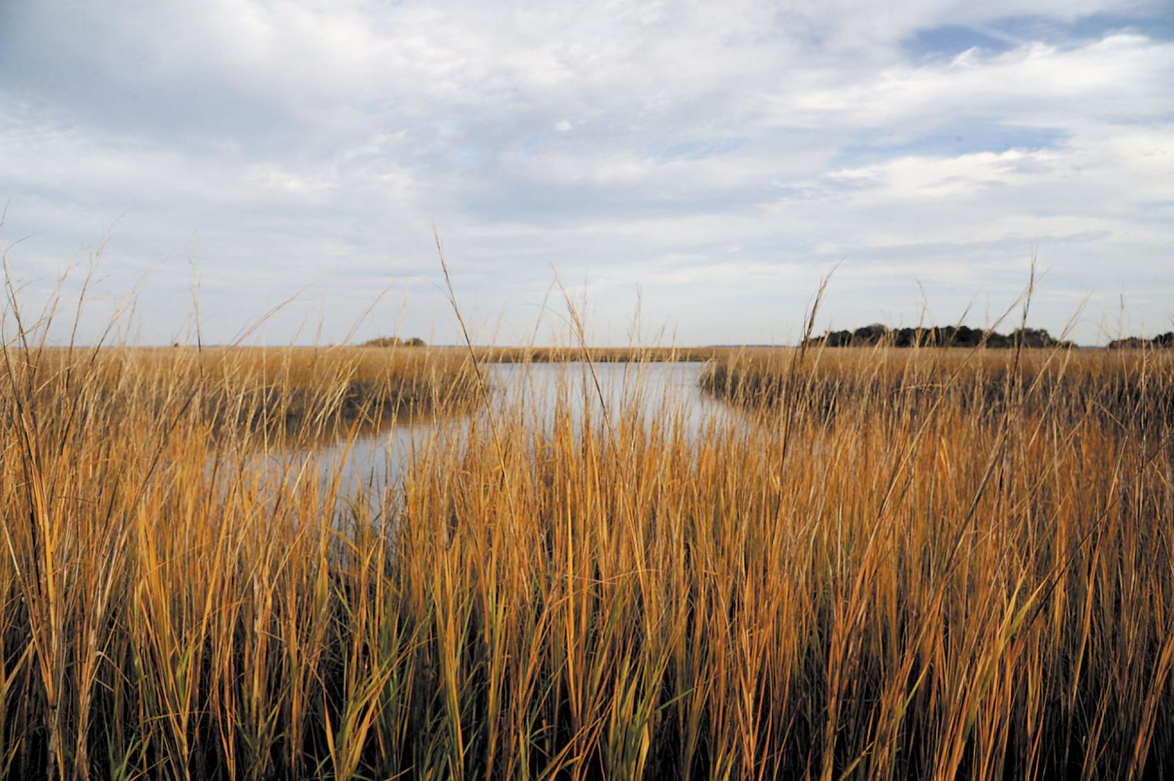 Exploring the salt marsh | Gim Columns | goldenislesmagazine.com