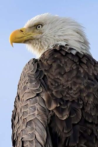 bob younger eagle wi