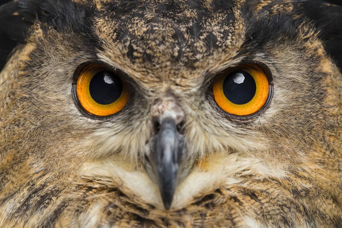 Discover Owls | Gim Columns | goldenislesmagazine.com