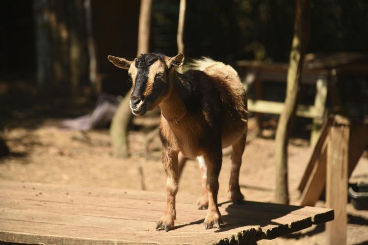 Got Goats Milk | Features | goldenislesmagazine.com