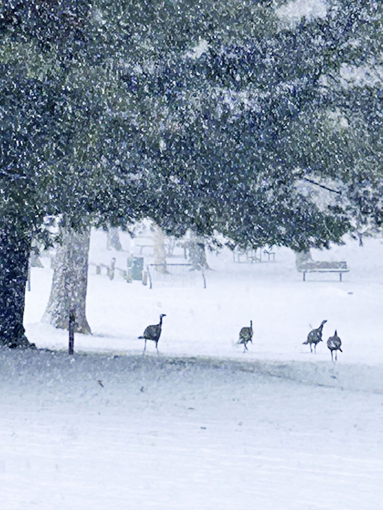 RACHEL SHENK: The Shenks spend each day enjoying and observing nature ...