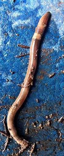 Gardeners asked to be vigilant this spring for invasive jumping worms ...