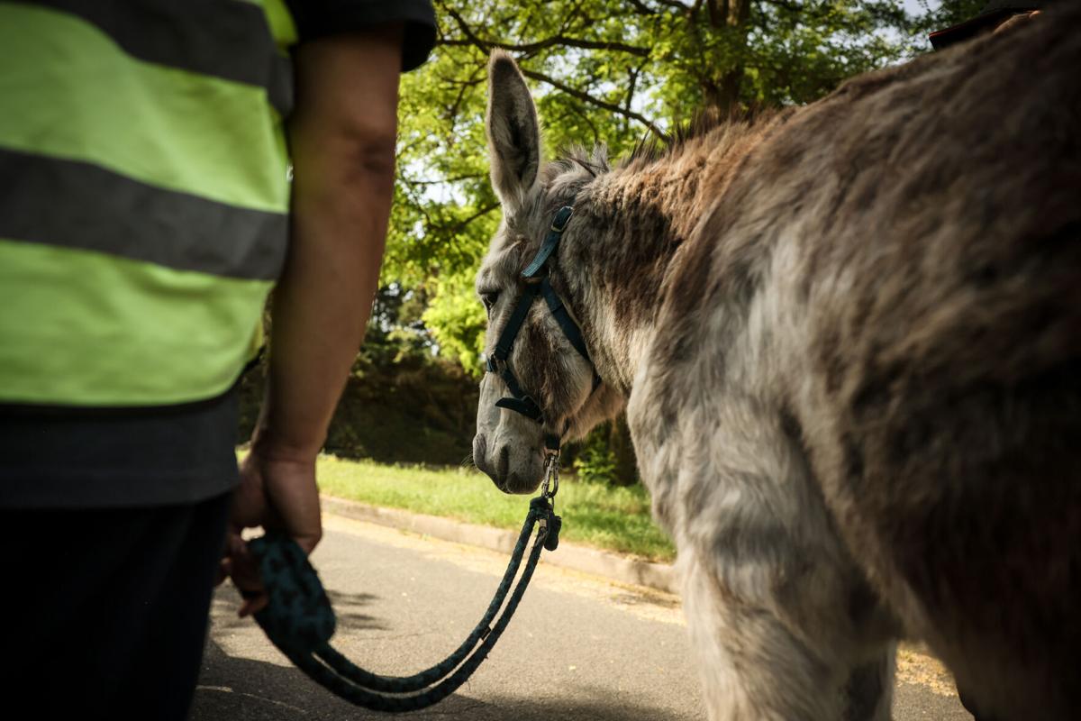 France Donkey Therapy | National News | goshennews.com