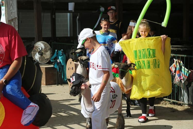 Lamb costume contest brings out creative entries | News | goshennews.com