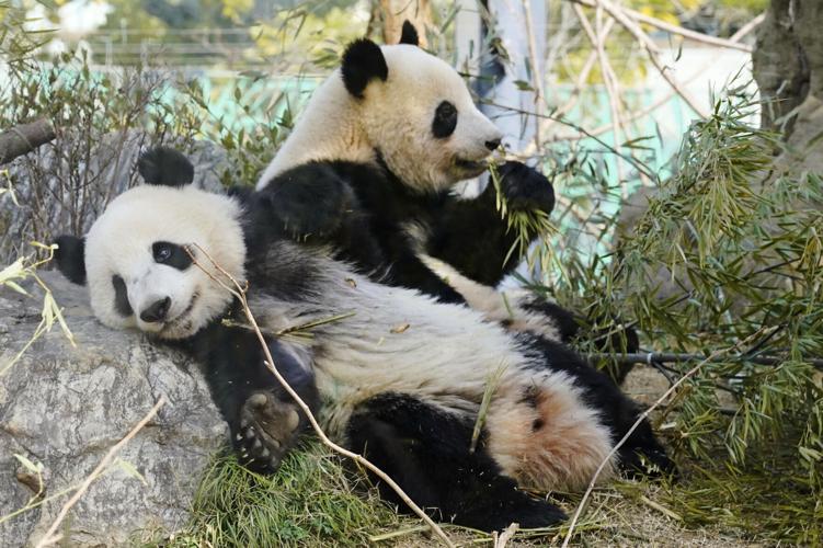 Japan will be without a panda for the first time in 50 years after ...