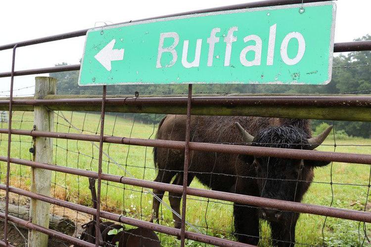 THANK A HOOSIER FARMER: Cook’s Bison Ranch brings the community tours ...