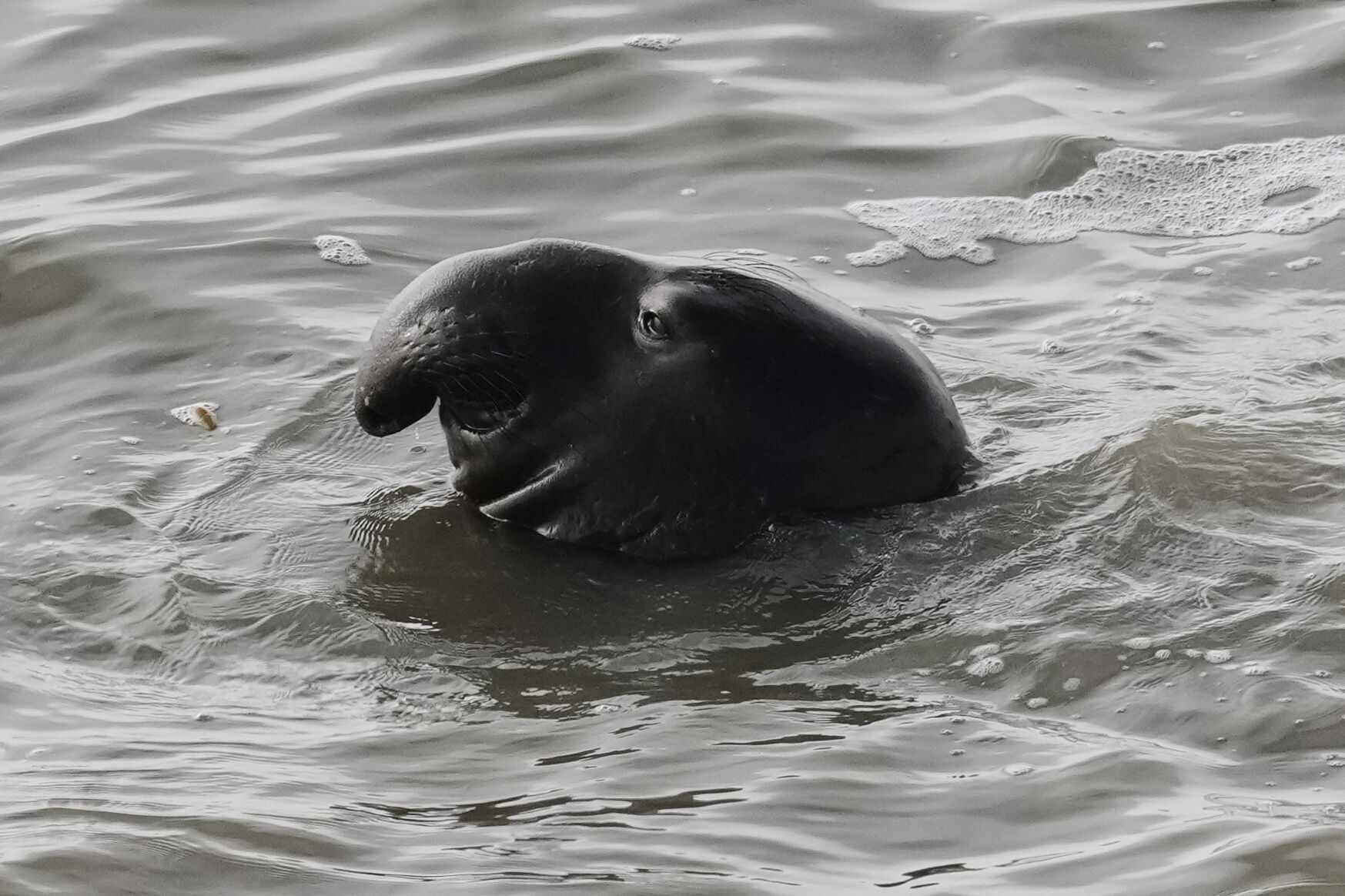 US Elephant Seals | National News | goshennews.com