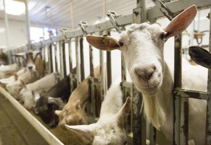 THANK A FARMER: Goshen goat herd supplies milk for growing cheese ...