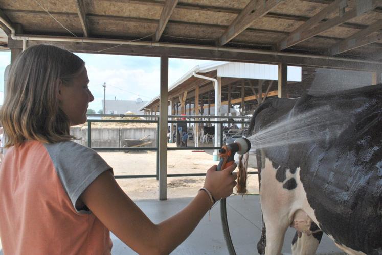 A Wakarusa girl and her cow compete | News | goshennews.com