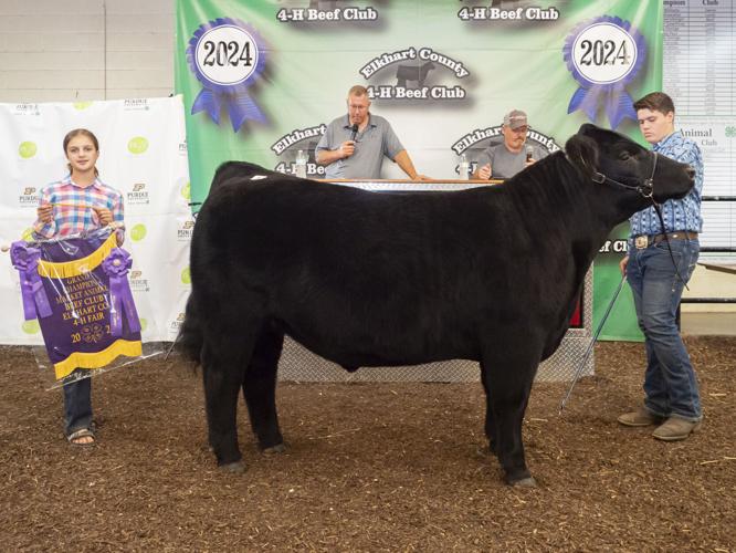 4-H animals auctioned at Elkhart County Fair | | goshennews.com