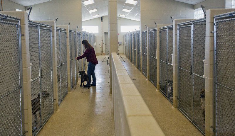 'Everything is better' at new Elkhart County Humane Society shelter ...
