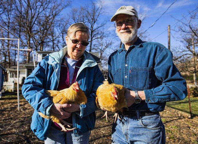 City chicken owners enjoying their broods | Local News | goshennews.com