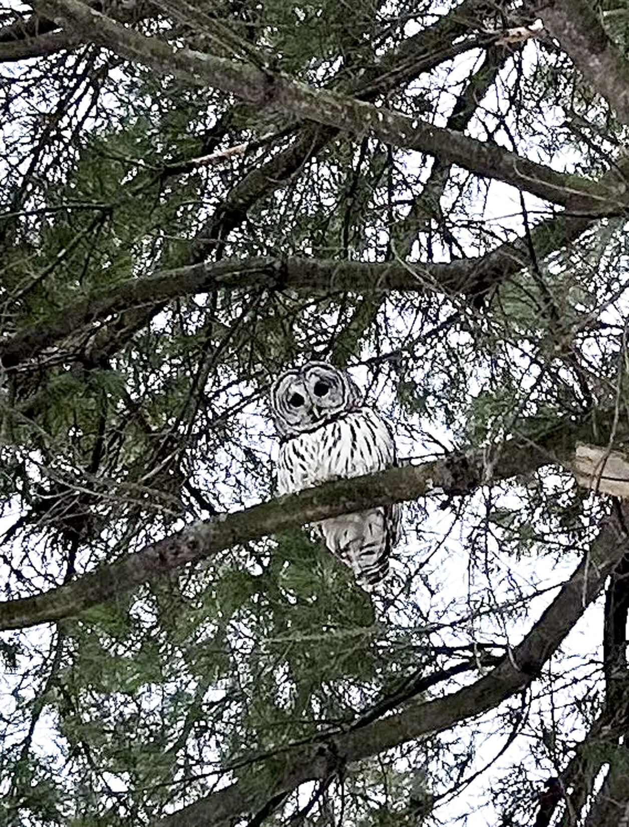 RACHEL SHENK: The Shenks spend each day enjoying and observing nature ...