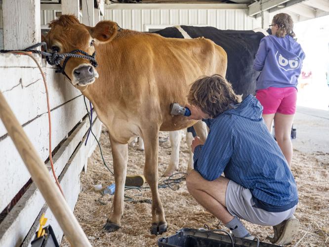 4-H Dairy Cattle Clipping Contest (Senior Division) | Gallery ...