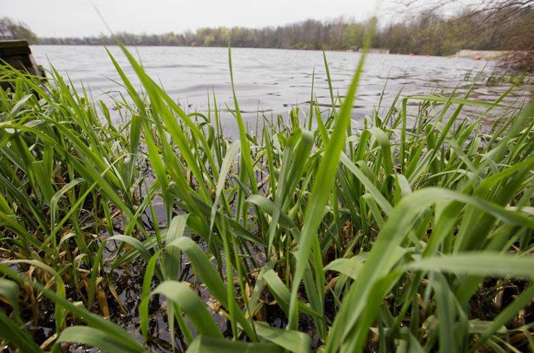 Goshen Dam Pond dredging project awarded $100,000 grant | Local News ...