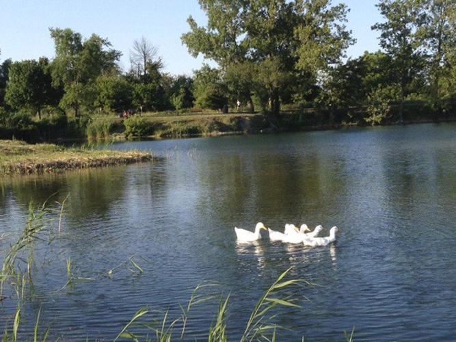 LA BONNE VIE: Fidler Pond a chance to soak in beauty | Lifestyles ...