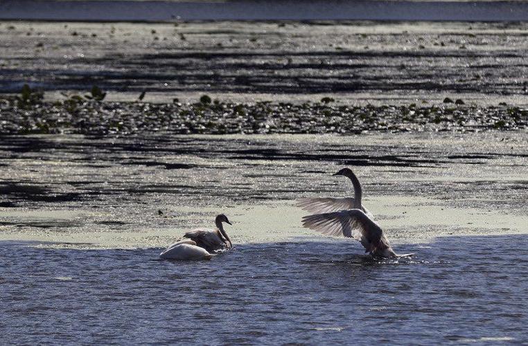 As support wanes, Goshen Dam Pond project could move ahead | Local News ...