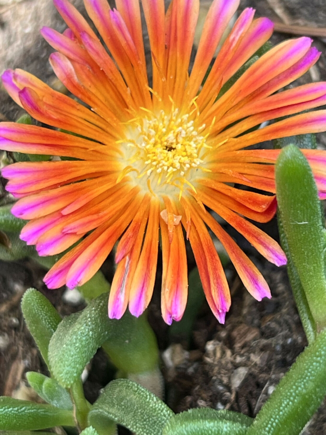 Flower gardens endure hot, dry summers better if you choose these ...