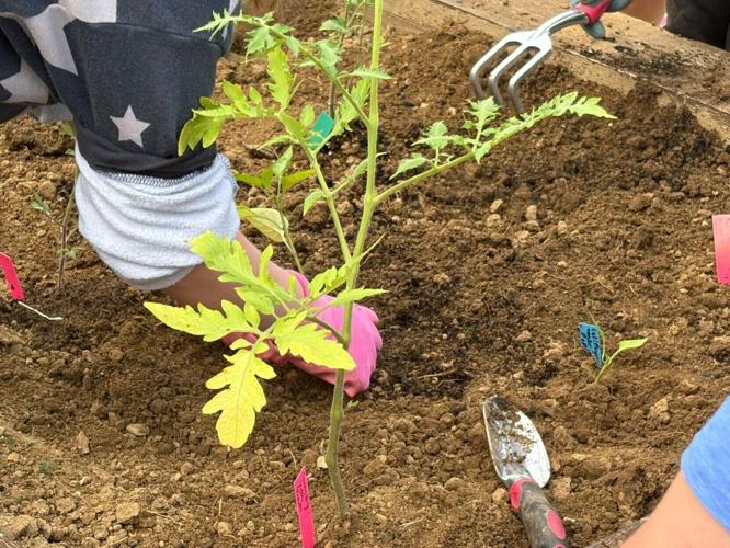 Russiville kids plant a salad | News | goshennews.com