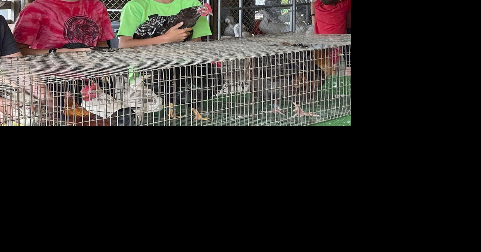 Siblings take top spots during rooster crowing contest | News ...