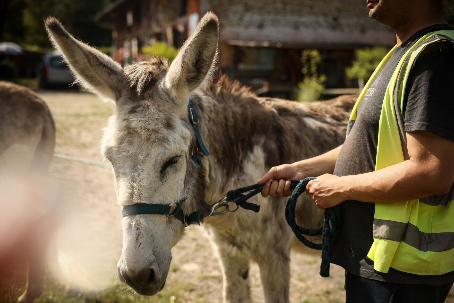 France Donkey Therapy | National News | goshennews.com