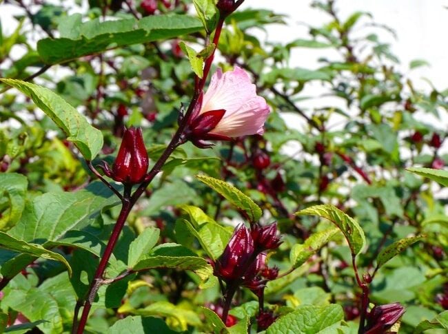 Edible flowers can dress up a dinner plate | Nappanee Pace | goshennews.com
