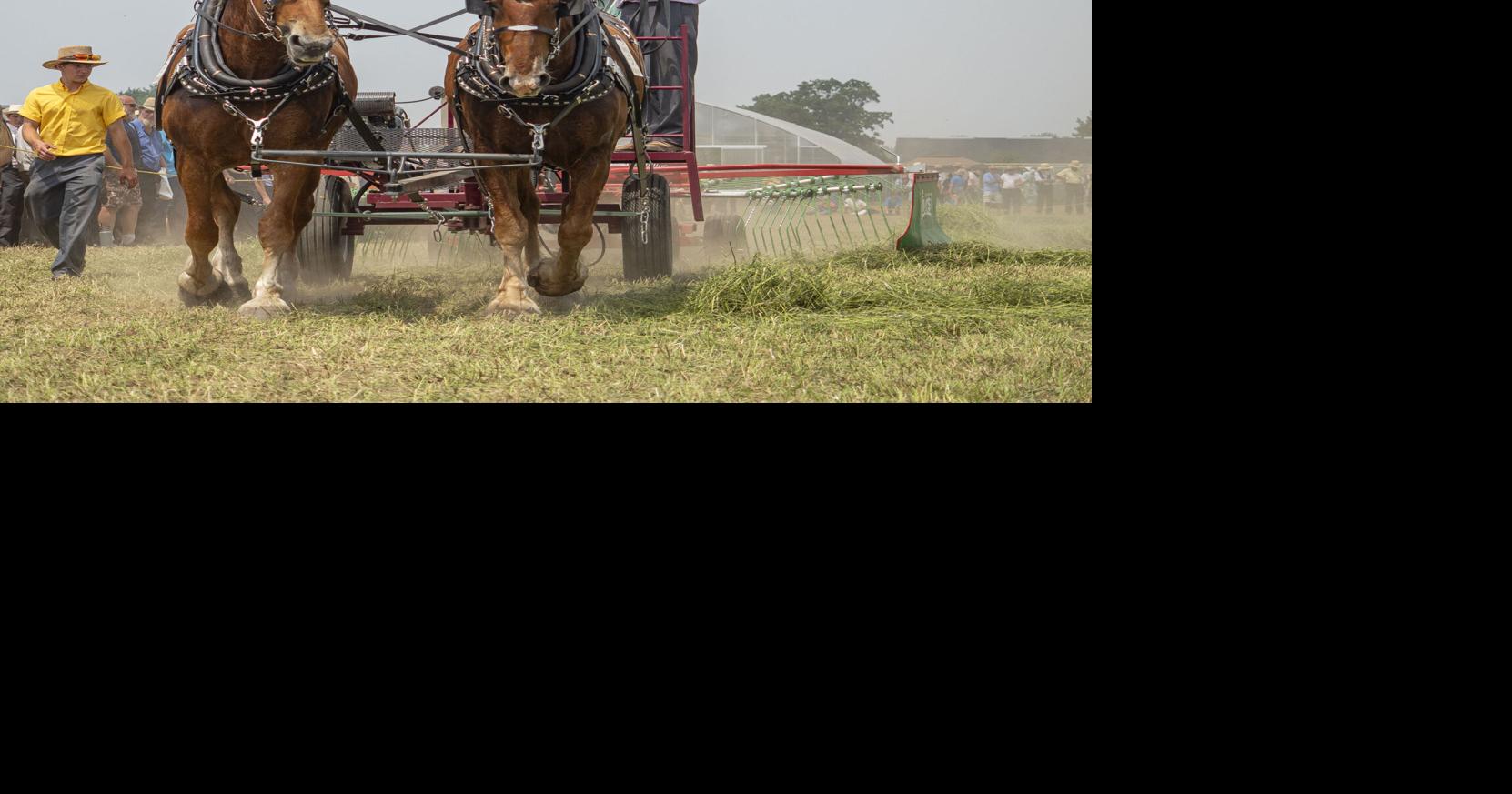 Horse Progress Days: Amish-focused multistate event showcases animal ...