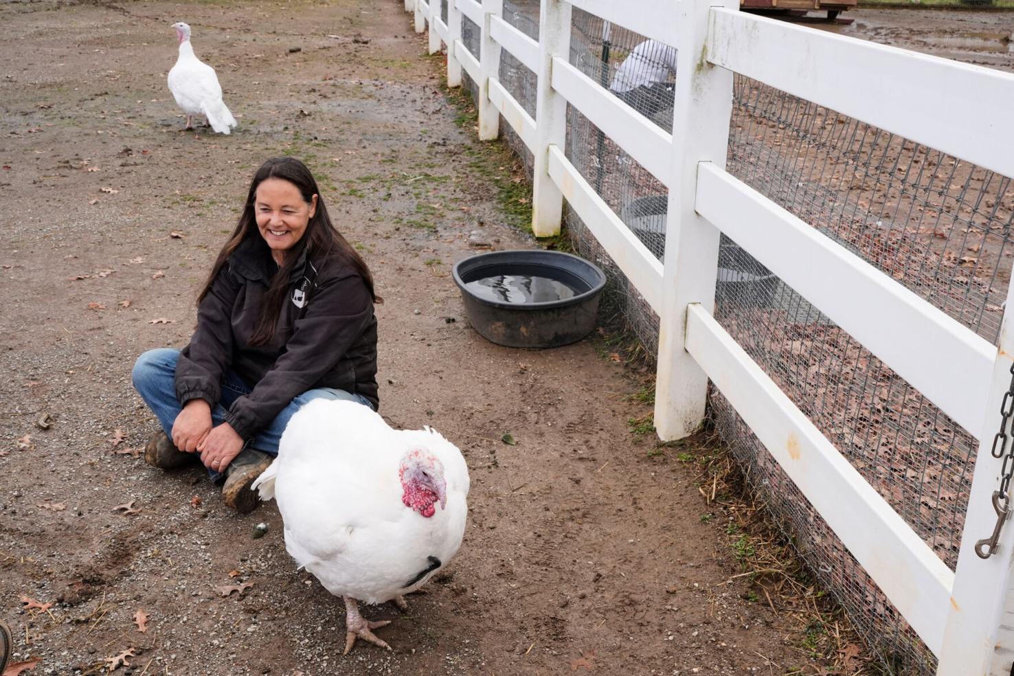 Turkey Cuddle Therapy | National News | goshennews.com