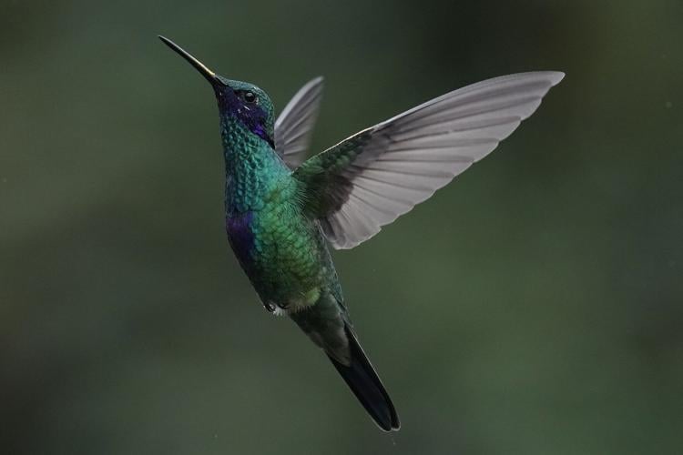 An ancient forest in Ecuador is the last stand for a tiny hummingbird ...