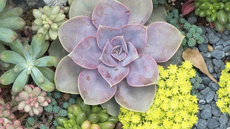 Hen & Chicks a good introduction to succulents, cacti | Lifestyles ...