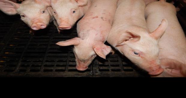Deadly pork virus continues to confound | Local News | goshennews.com
