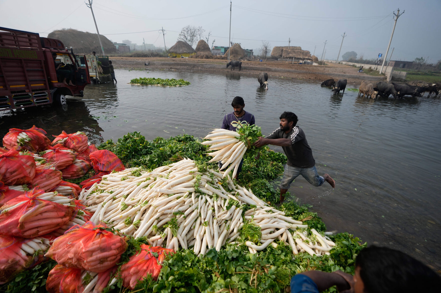 India Agriculture | National News | goshennews.com