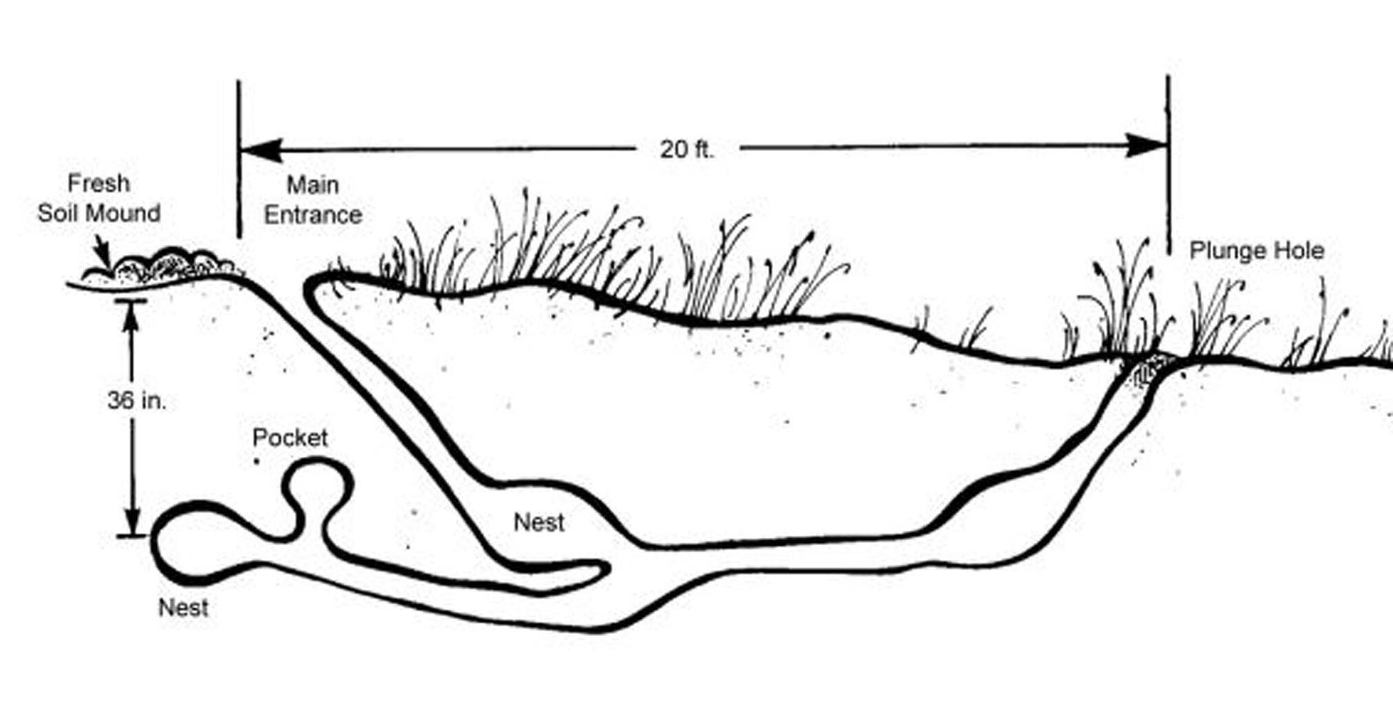 FOR FARMS & GARDENS: Woodchuck issues starting to appear | News ...