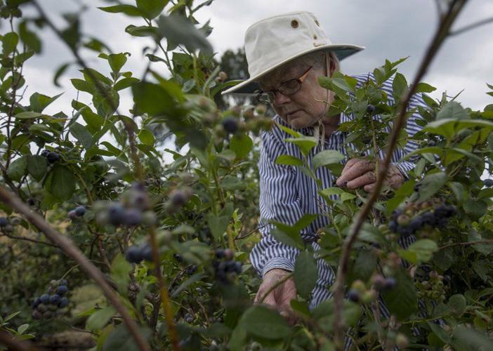 THANK A HOOSIER FARMER: Wakarusa blueberry farmer opens his fields to ...