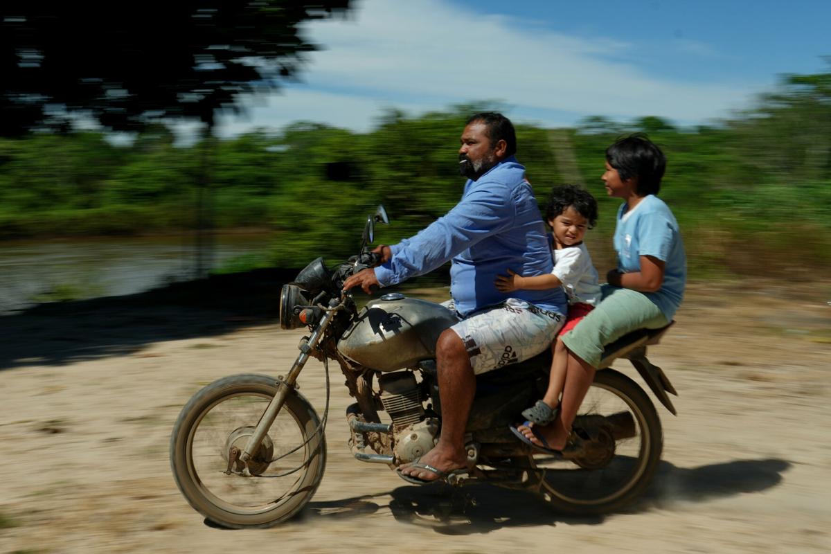 Brazil Amazon Indigenous Cattle | National News | goshennews.com