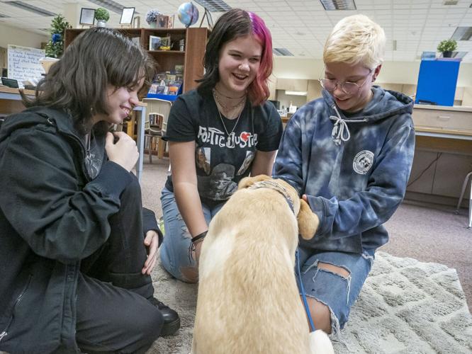Service Labrador fits in just fine at Northwood | News | goshennews.com