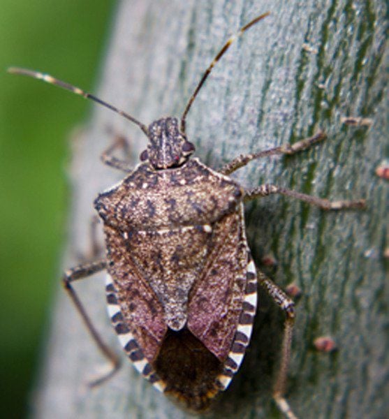 Stink bugs invade Elkhart County | Lifestyles | goshennews.com