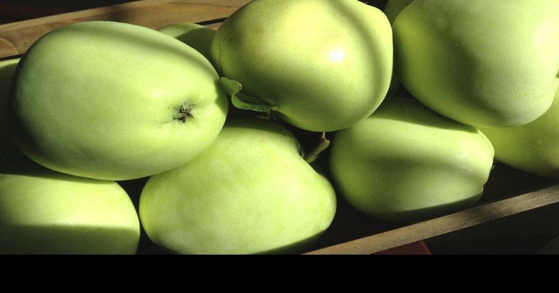 THE DIRT ON GARDENING: Lodi’s great apples for making applesauce ...