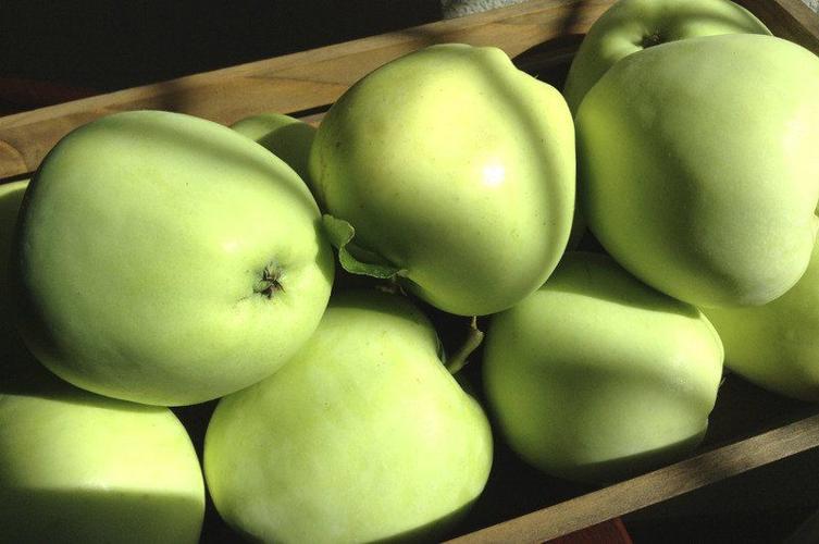 THE DIRT ON GARDENING: Lodi’s great apples for making applesauce ...