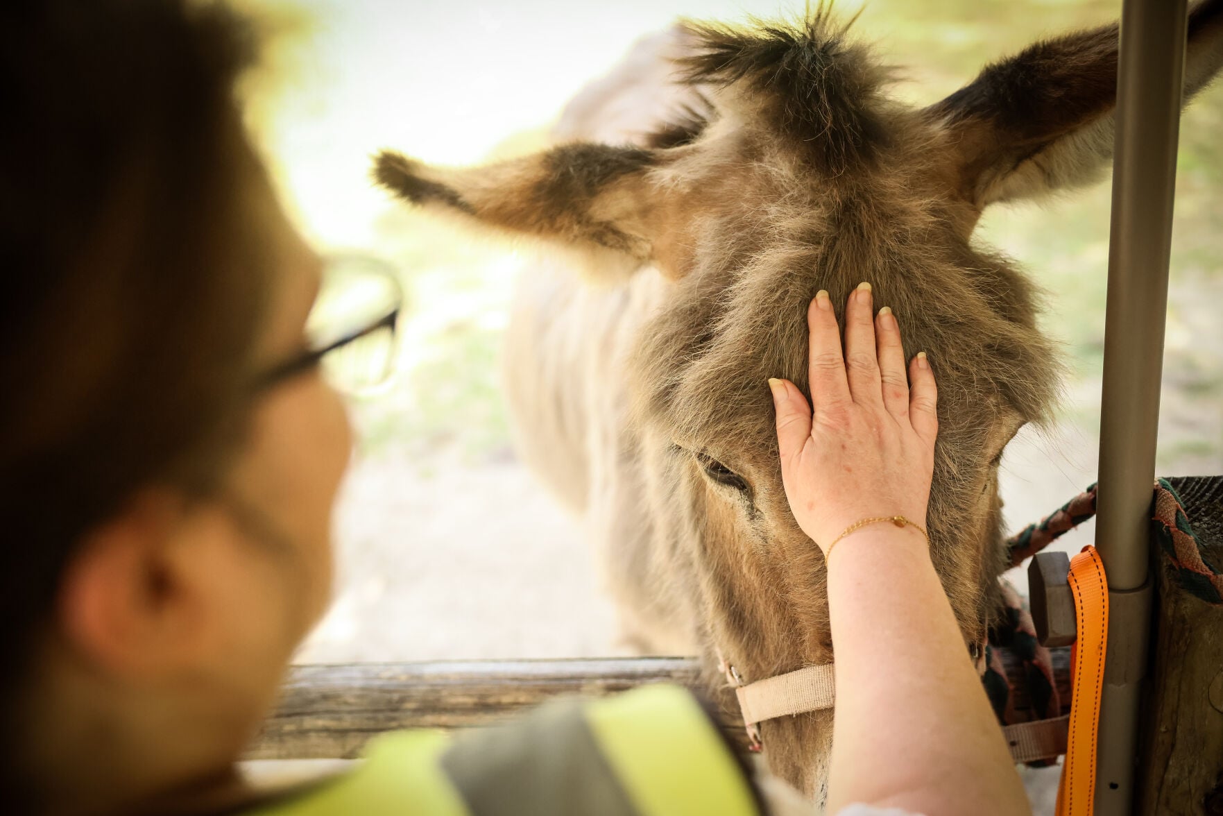 France Donkey Therapy | National News | goshennews.com
