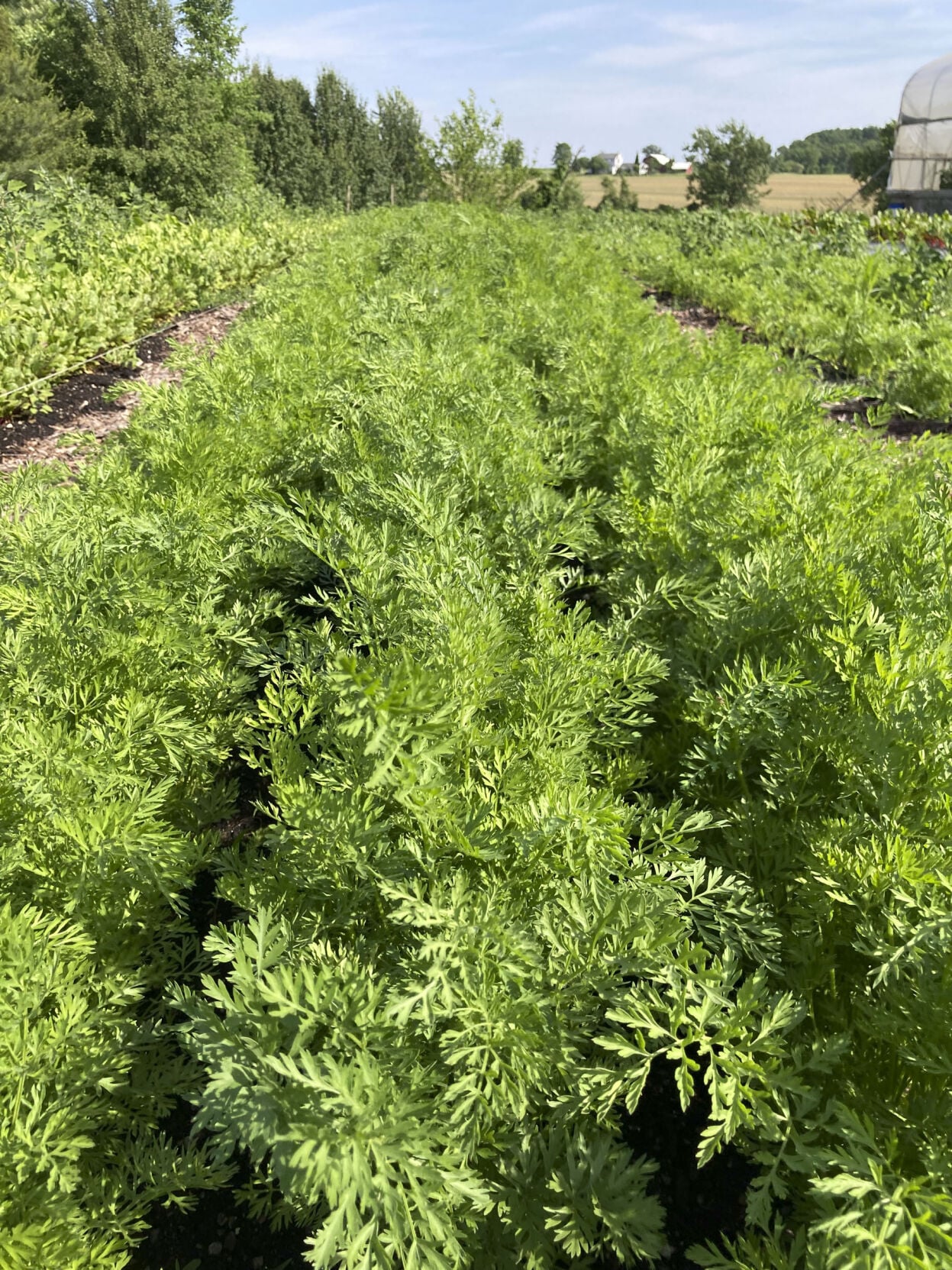 Finding an effective way to grow root vegetables | Nappanee Pace ...