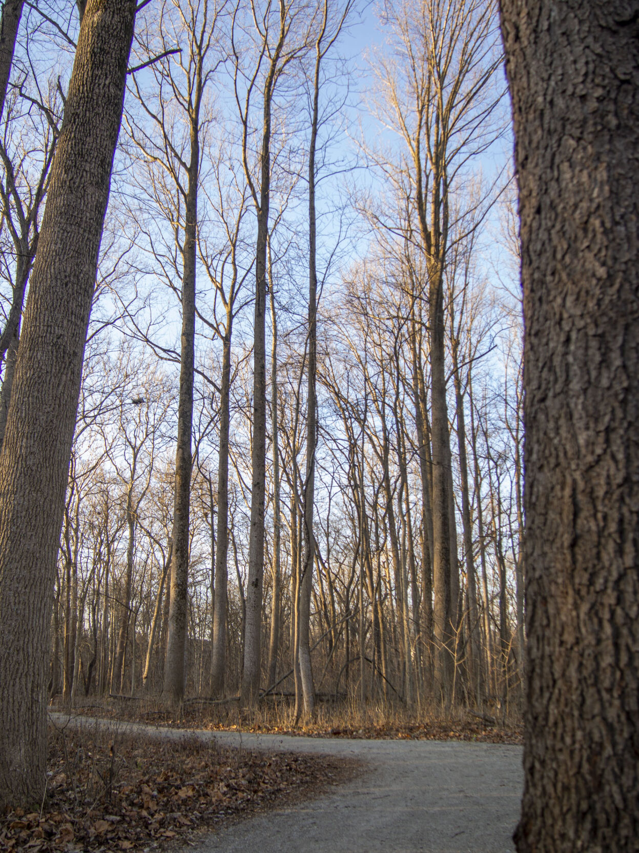 AARON SAWATSKY-KINGSLEY: May we recognize the bright tree in our ...