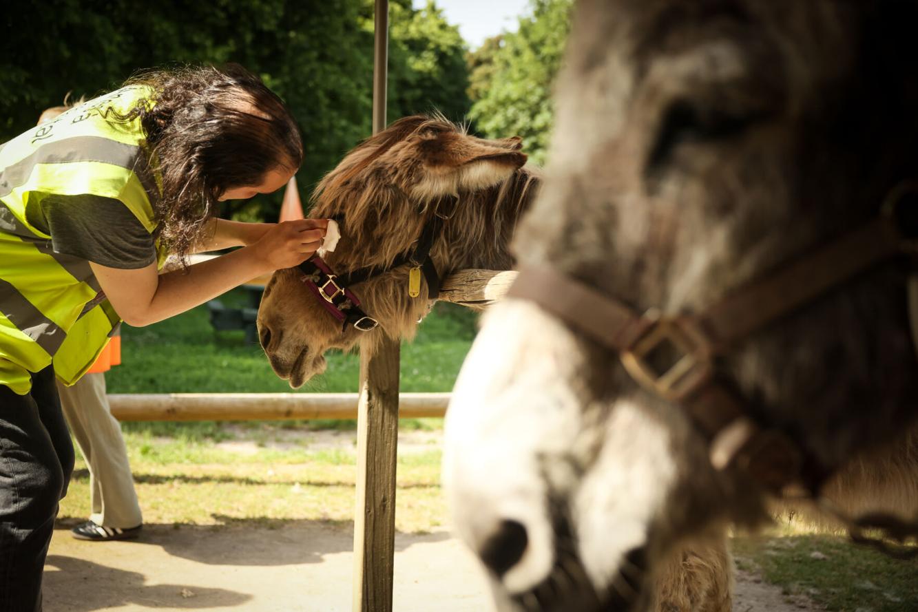 France Donkey Therapy | National News | goshennews.com
