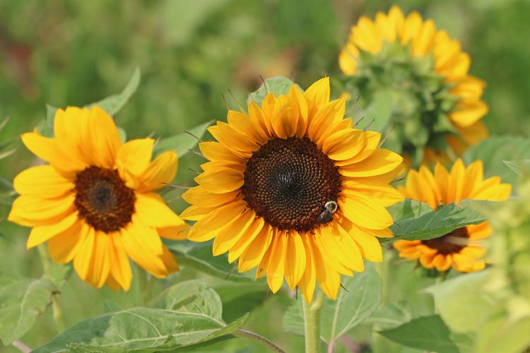 Thank A Farmer: Farm Grown Flowers blooms from summer to fall ...